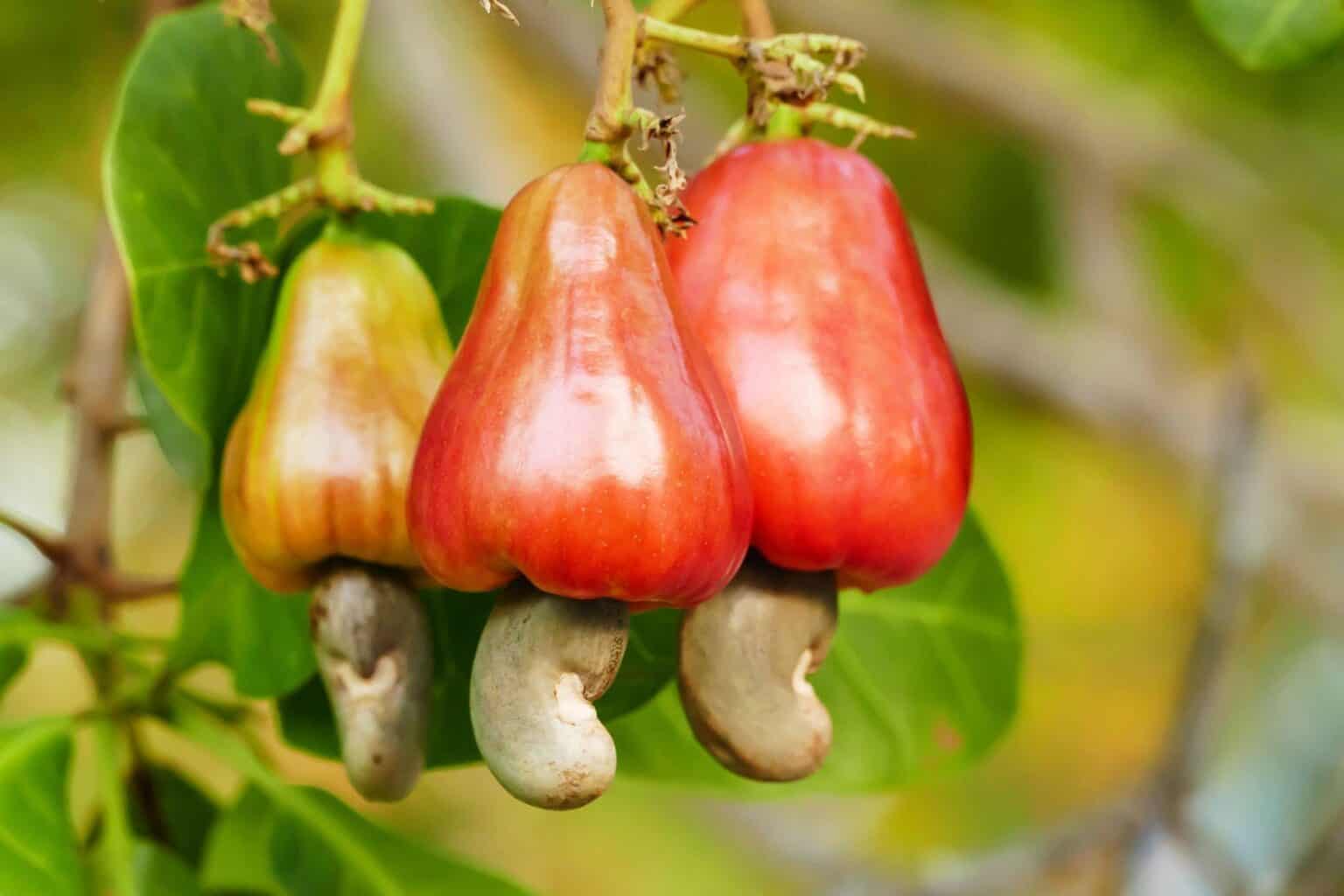 Cashews Related To Poison Ivy Are Cashews The New Poison Ivy Cashews Related To Poison Ivy Are Cashews The New Poison Ivy