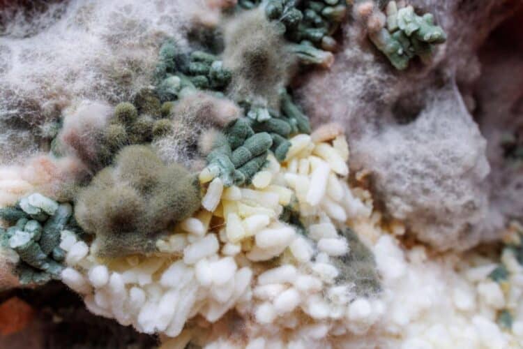 What Happens if You Eat Moldy Rice? Is It Still Safe to Eat ...