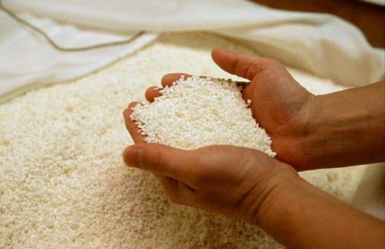 White Mold on Rice: Is It Safe To Eat Moldy Rice? Explained for ...