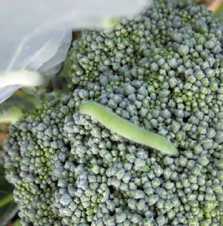 How To Clean Broccoli From Worms and Bugs? Clean and Healthy Eating ...