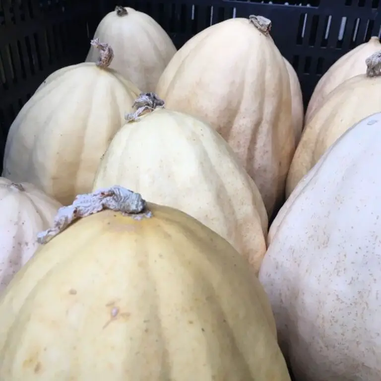 What Does White Acorn Squash Taste Like? Does It Taste Good ...