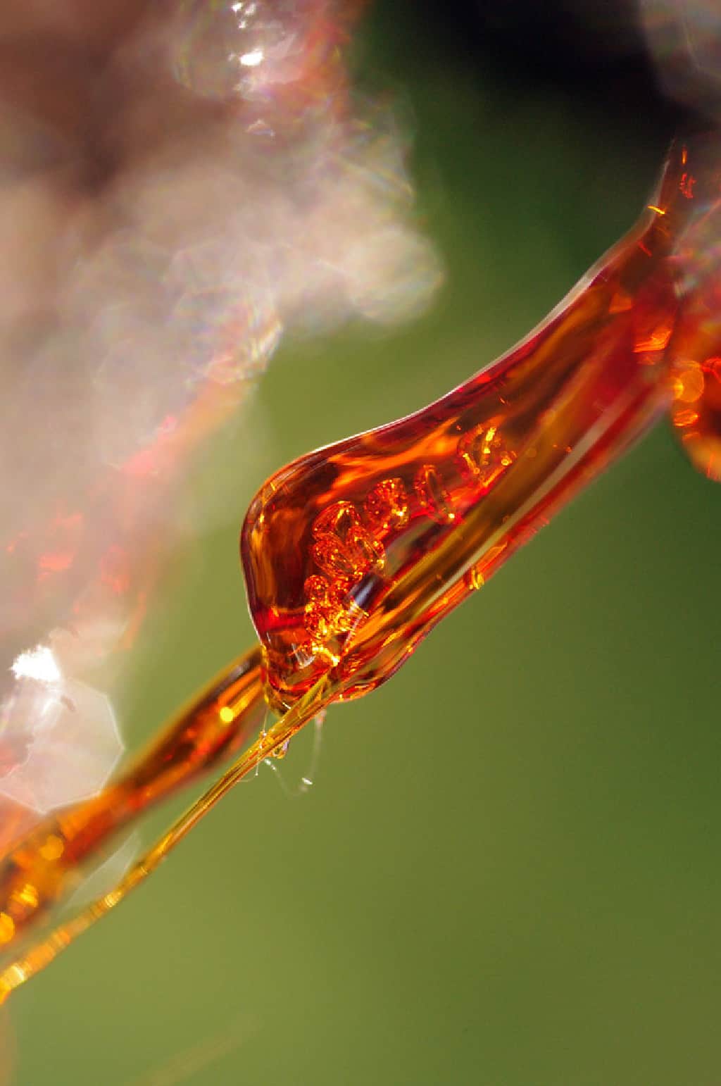 Can You Eat Eucalyptus Sap? What Is Eucalyptus Sap Used For ...