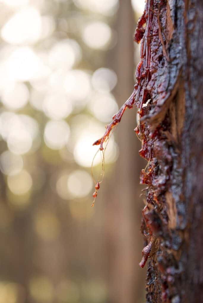 Can You Eat Eucalyptus Sap? What Is Eucalyptus Sap Used For ...
