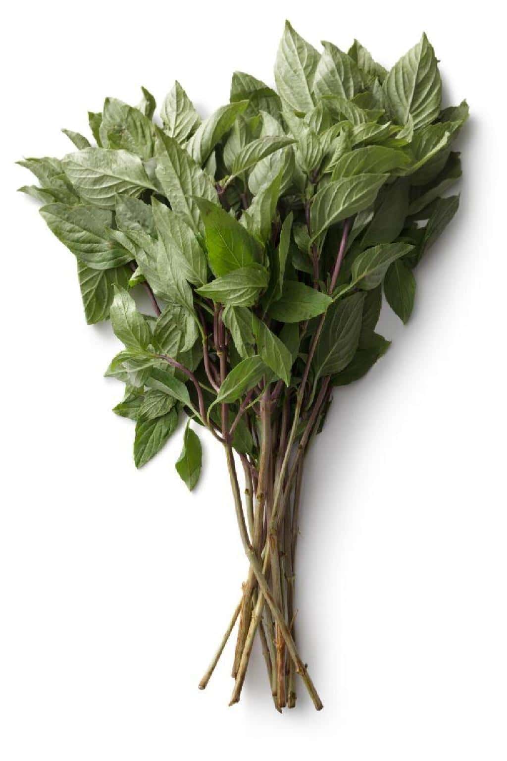 How to Properly Store Thai Basil for Maximum Freshness and Flavor ...