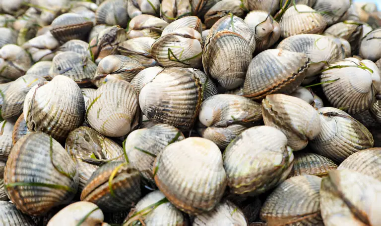 A Step-by-Step Guide to Removing Sand from Clams Before You Cook Them ...